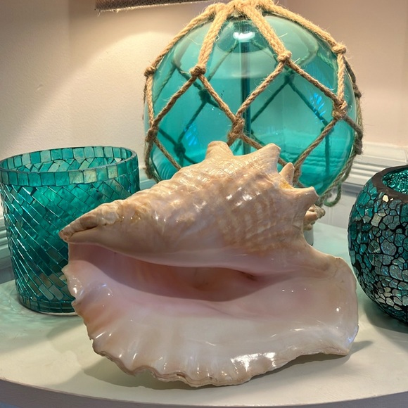 Accents | Vintage Natural Conch Shell | Poshmark